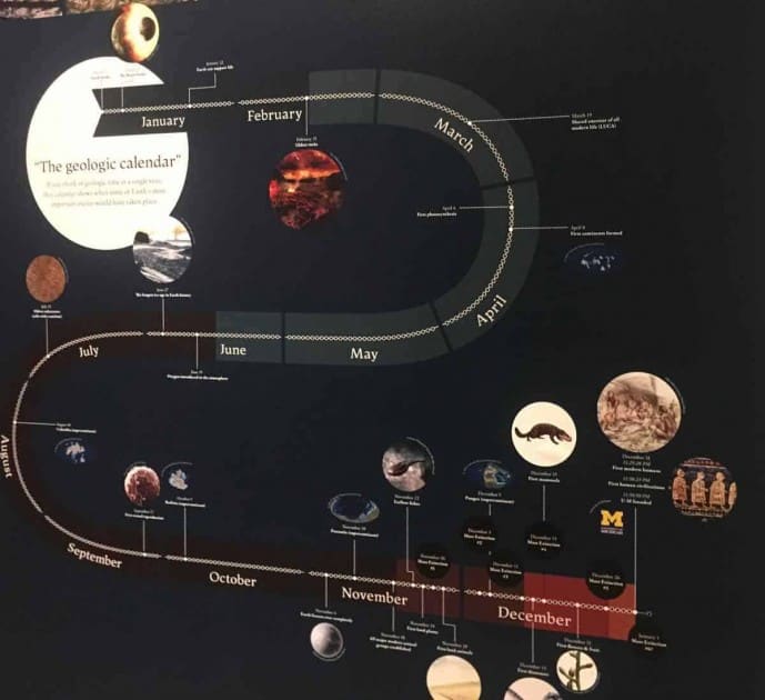 Visiting the UM Museum of Natural History - Activity Review | A2WithKids