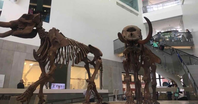 Visiting the UM Museum of Natural History - Activity Review | A2WithKids
