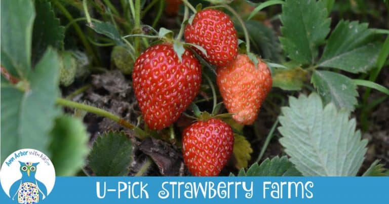 Savor the Sweetness: Ann Arbor Strawberry Picking Guide